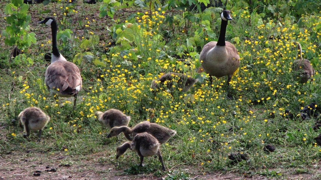 GIANT CANADIAN GOOSE