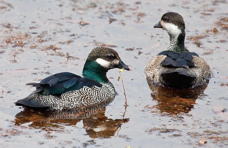 GREEN PYGMY GOOSE